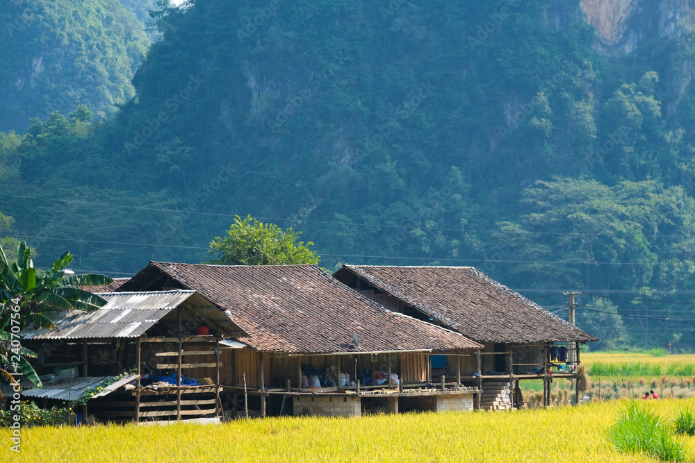 Vietnam traditional house in northern Vietnam. Yellow rice field in ...