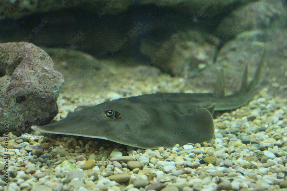 Foto Stock View on Guitarfish. Guitarfish have a body form intermediate ...