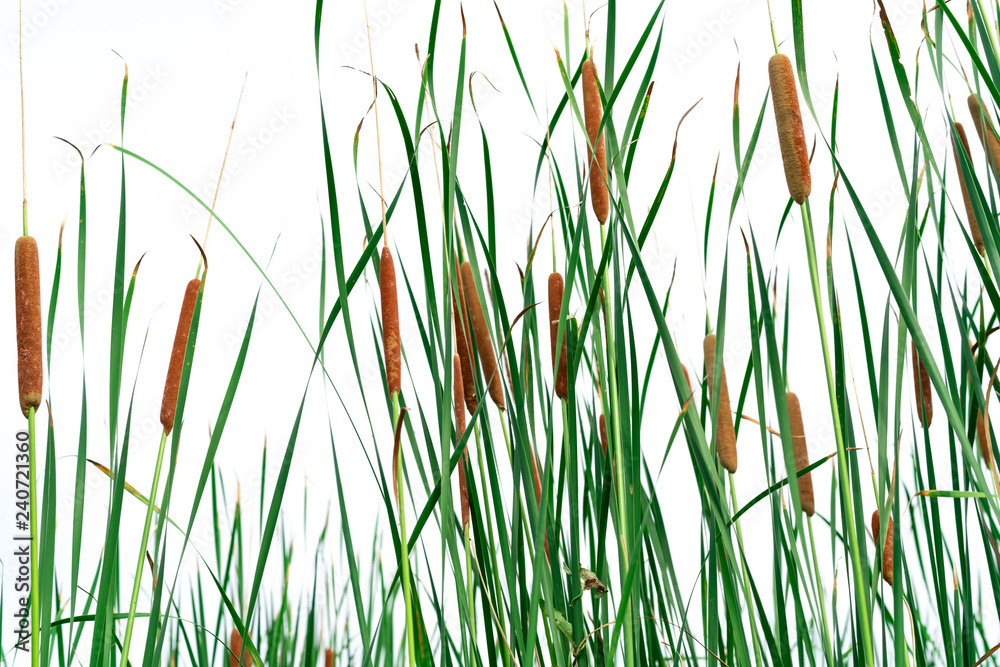 Typha angustifolia field. Green grass and brown flowers. Cattails ...