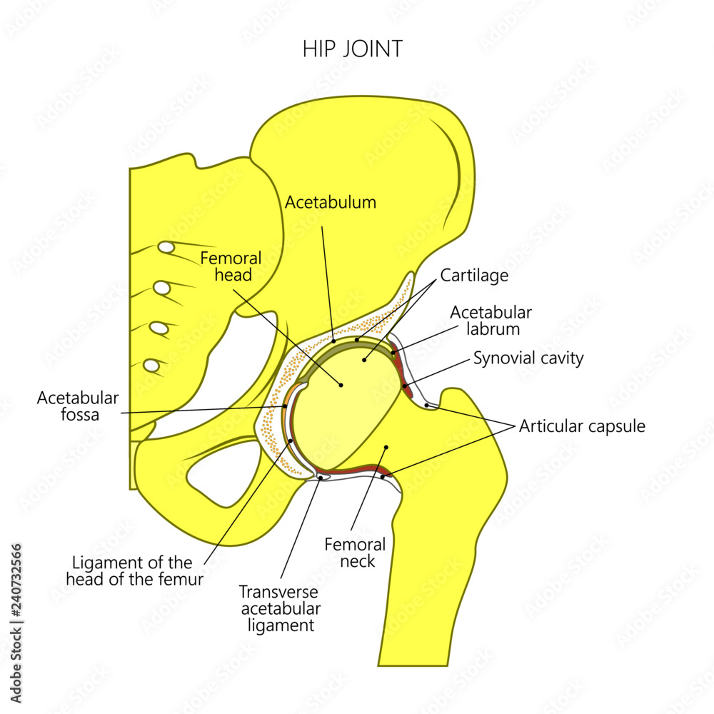 Vector illustration anatomy of a healthy human hip joint isolated on ...