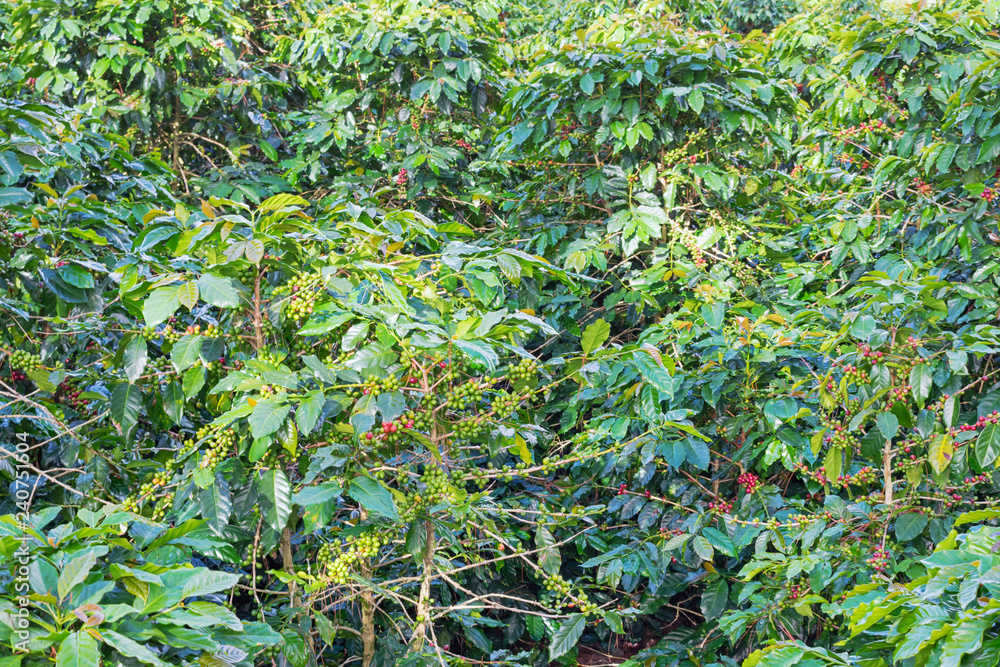 Ripe coffee tree, coffee beans, coffee farm, Mocha and Catimor coffee ...