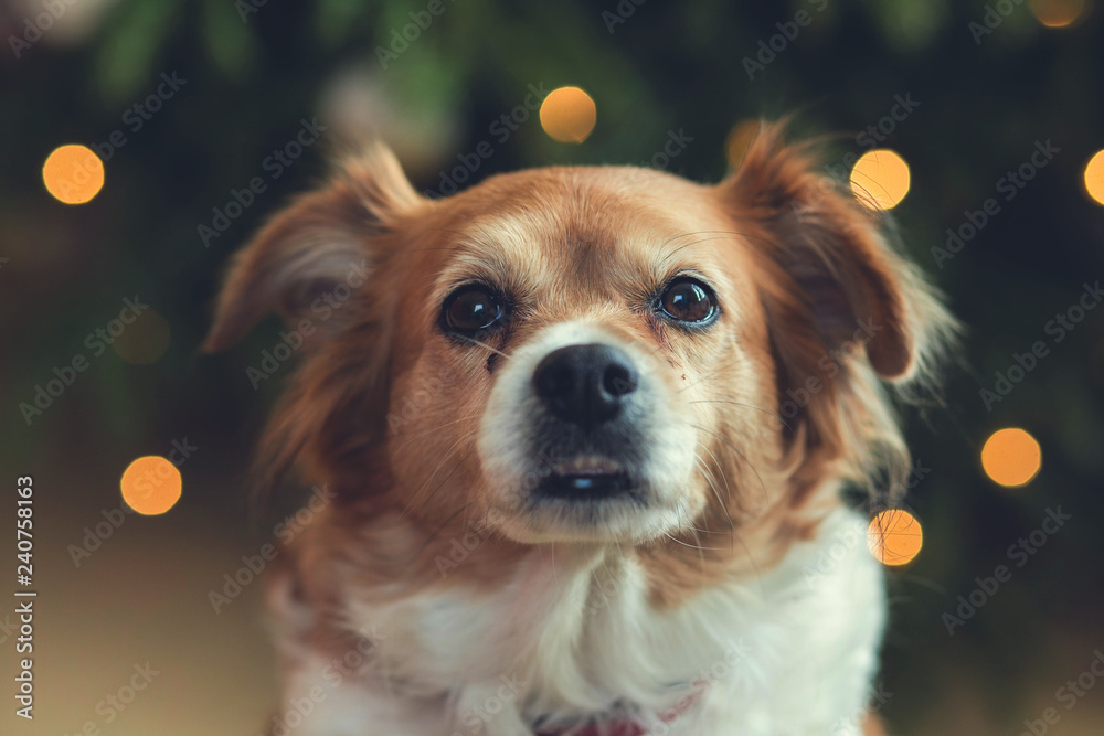 Smile Dog Cute