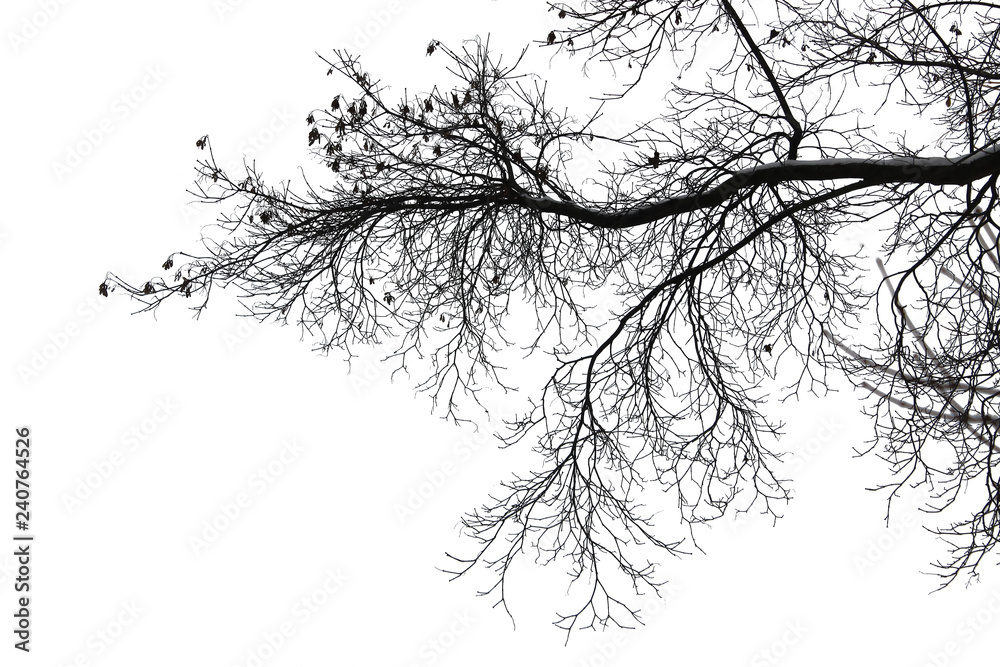 Winter Tree Branch Clip Art