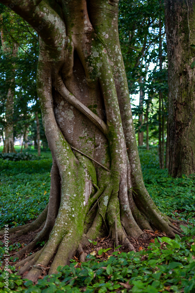 Thick Tree Trunk