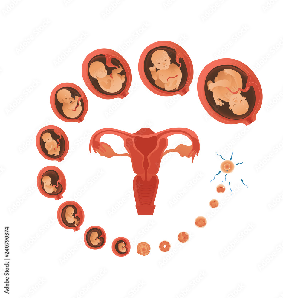 Vector human embryo development circle with female uterus icon. Human ...