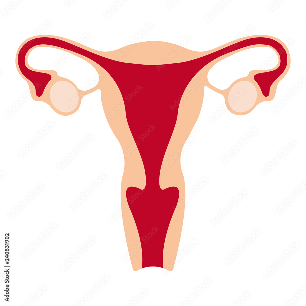 Plakat Human Anatomy Female Reproductive System Female Reproductive Plakat Human Anatomy Female Reproductive System Female Reproductive