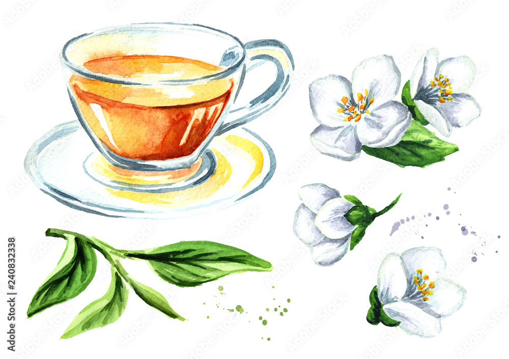 Green tea with jasmine flowers set. Watercolor hand drawn illustration ...