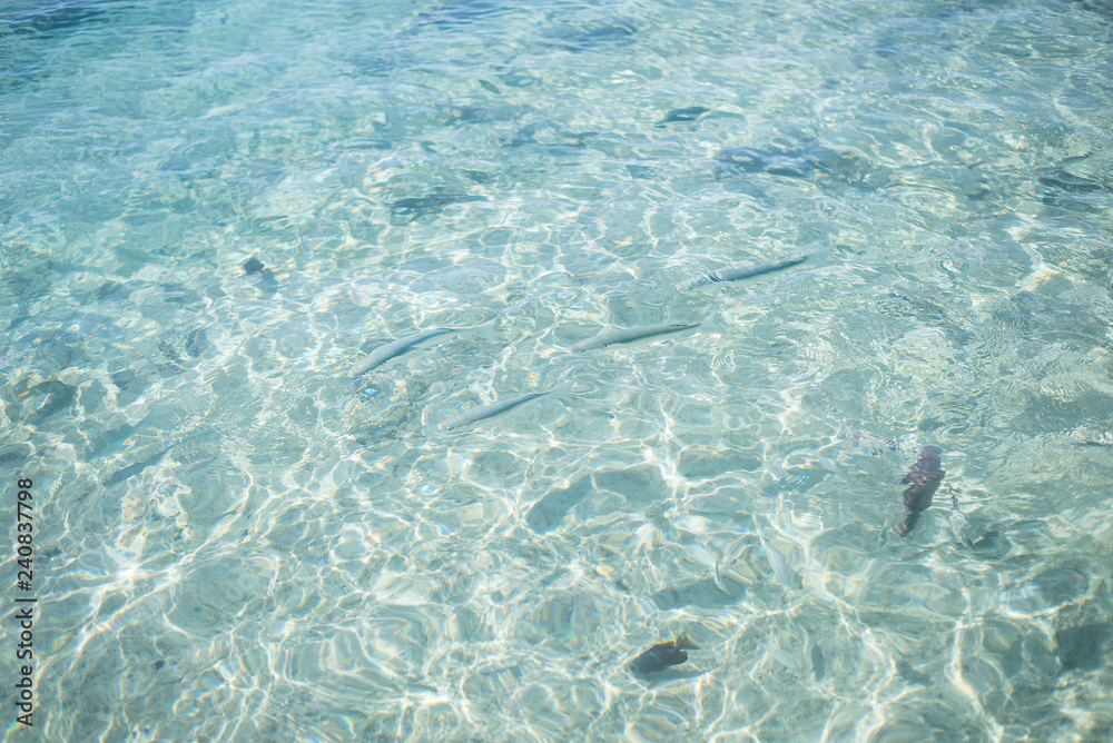 Clear Ocean Water With Fish