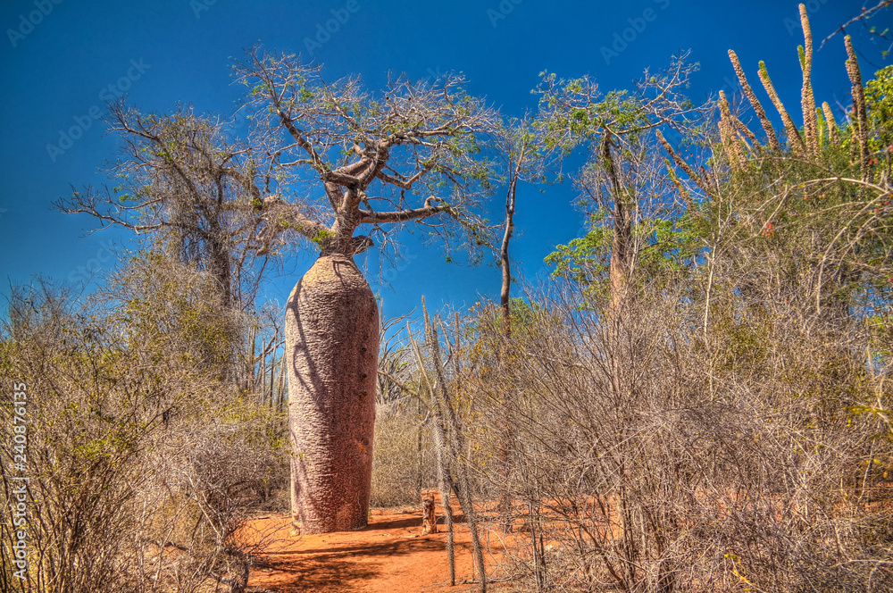 Landscape with Adansonia grandidieri baobab tree in Reniala national ...