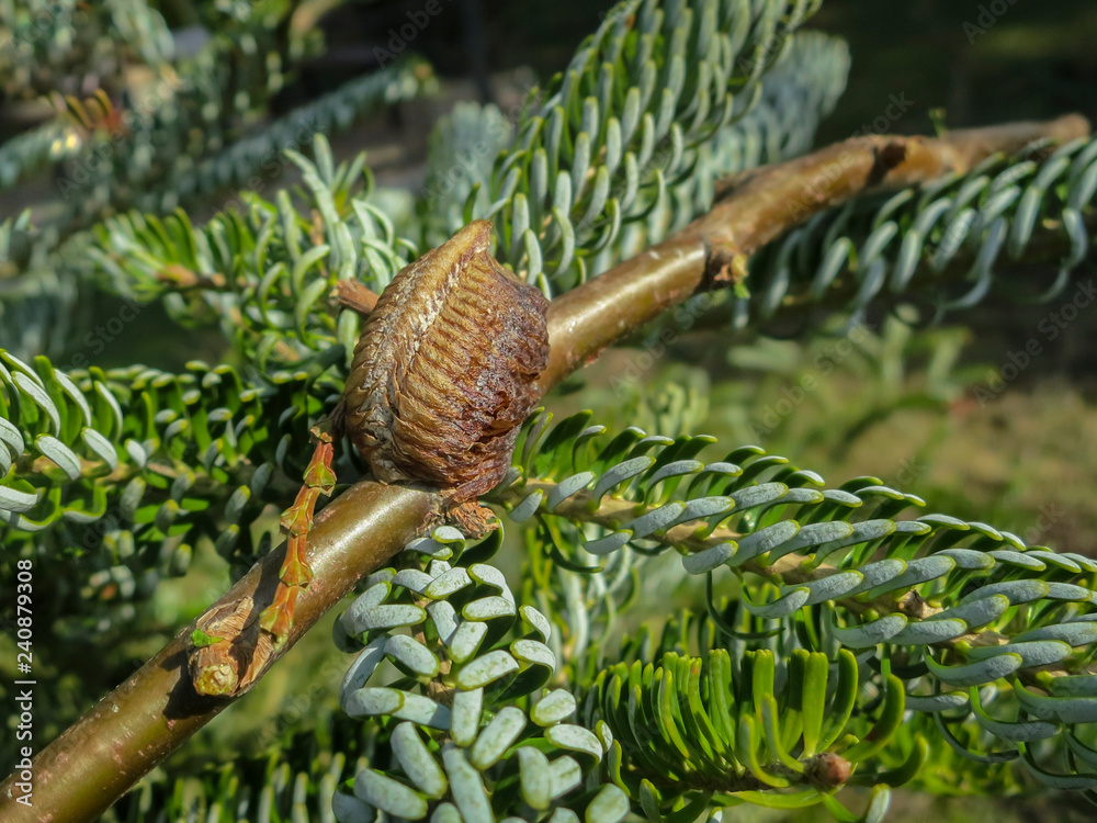 Ootheca of Praying Mantis attached to a tree branch. Close-up of Mantis ...