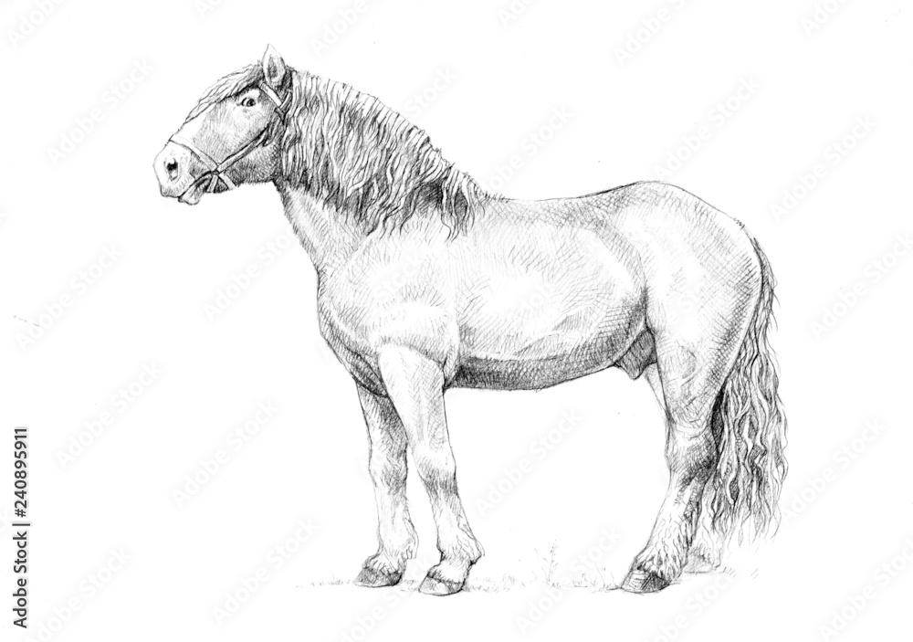 Draft horse illustration. Horse portrait. Horse pencil drawing. Stock ...