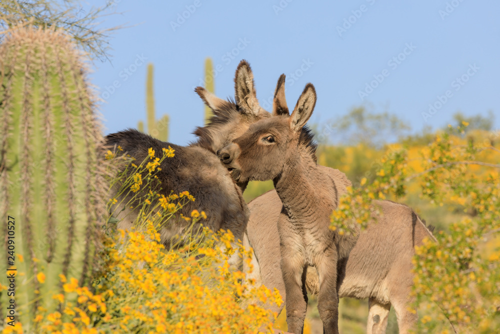 Wild Burros in the Arizona Desert Stock Photo | Adobe Stock