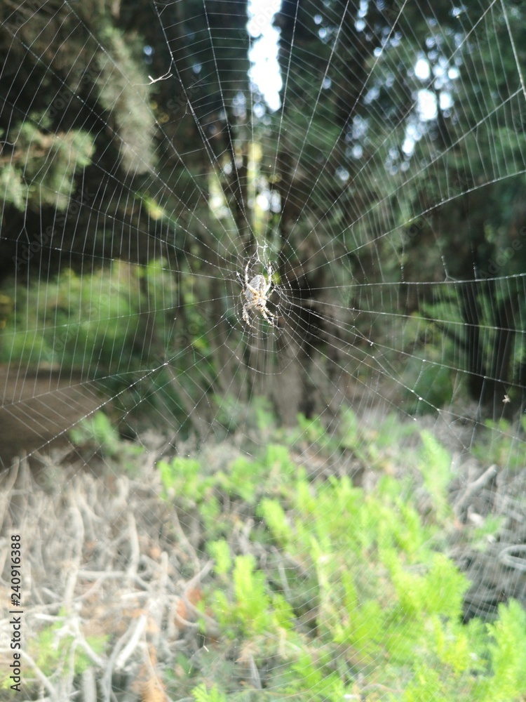 Banded Garden Spider. Web. Shiloh Ranch Regional Park in southeast ...