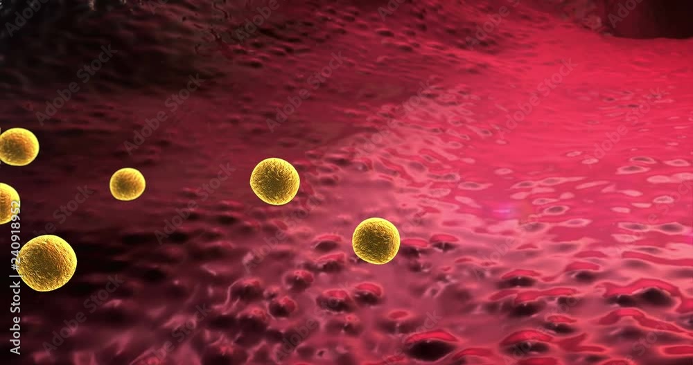 macrophages and fat cells, fat cell in the blood, inside the blood ...