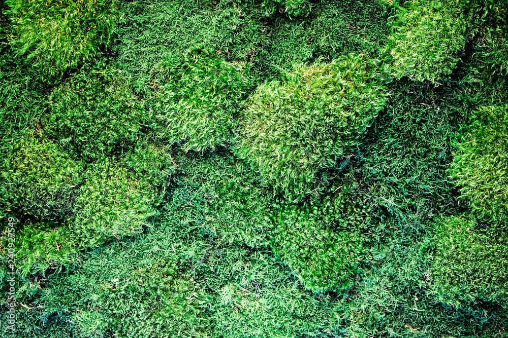Texture of decorative live moss on the wall, ecological decor Stock ...