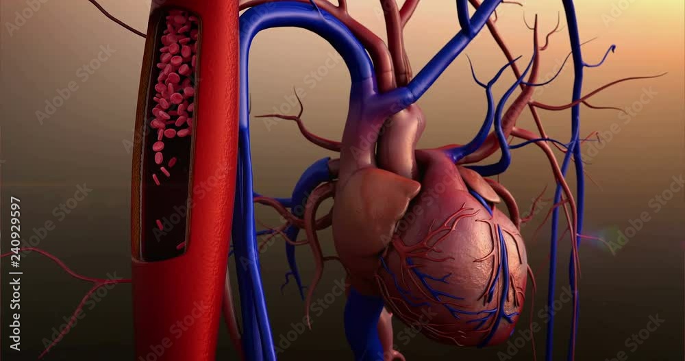Human heart, Human heart model, Full clipping path included, Heart ...