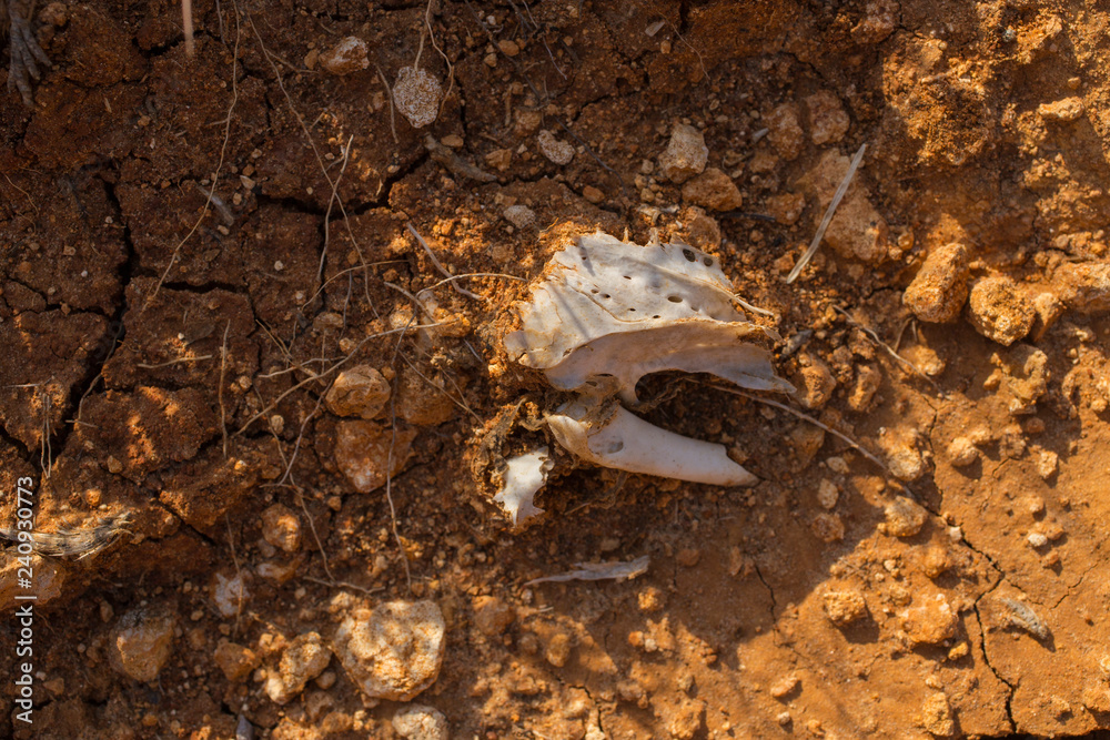 Hip joint of a dead bird. The tragic situation in the world of birds ...