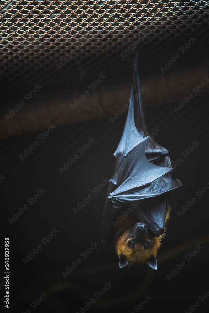 Bat hanging in the steel cage at Khao Kheow open zoo in Thailand. Stock ...