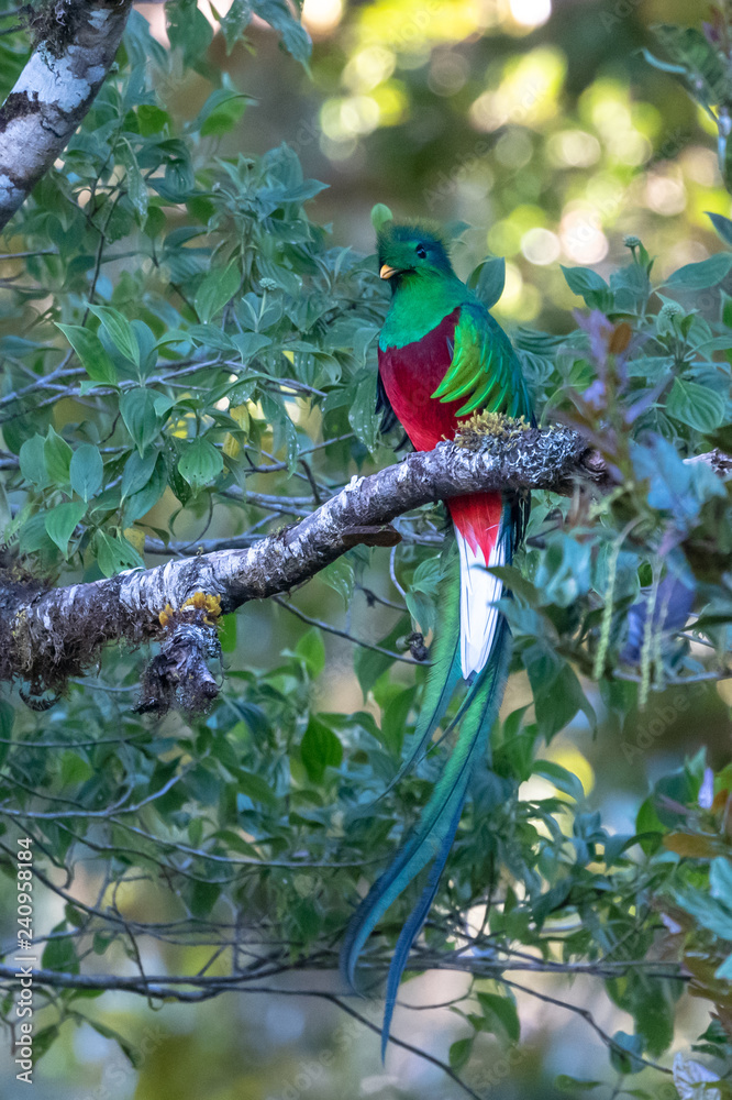 Resplendent Quetzal, Pharomachrus mocinno, from Savegre in Costa Rica ...