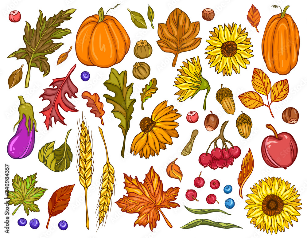 Fall clip art set with leaves, flowers, berries nuts, pumpkins and ...