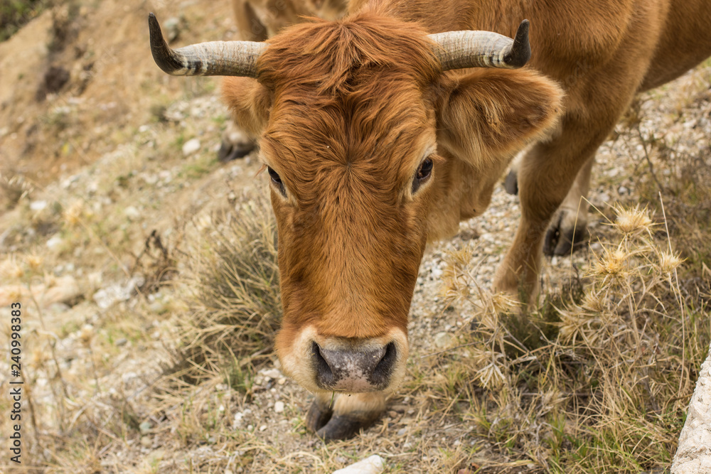 Fluffy Brown Cows