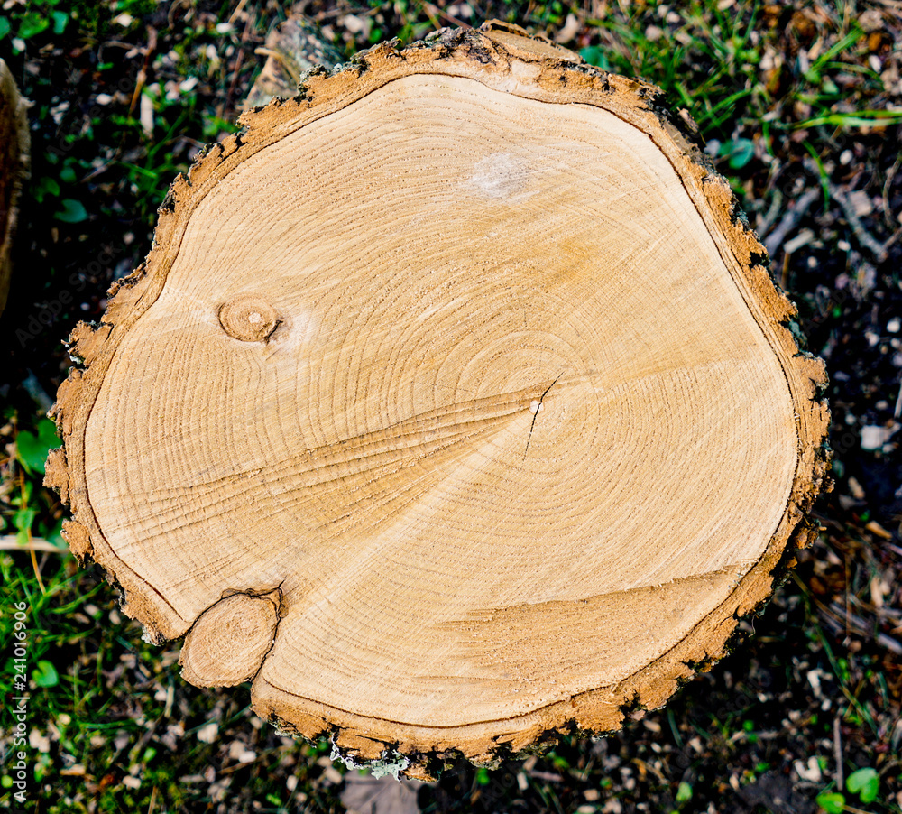 Cut tree trunk outside in nature. Sustainability concept showing ...