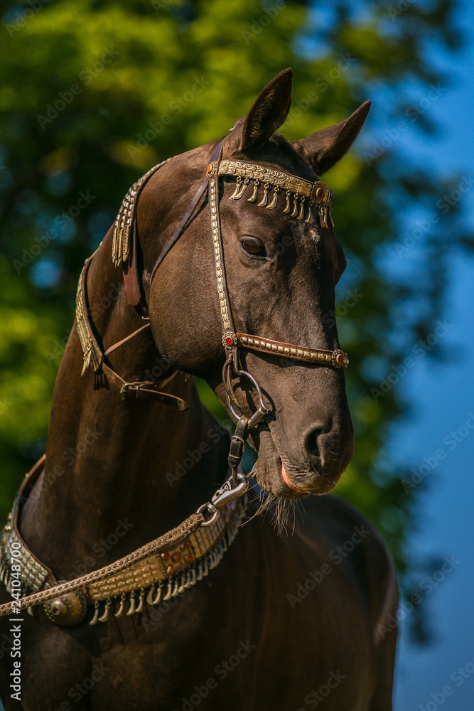 Graceful dark brown akhal teke horse with silver and red show halter on ...