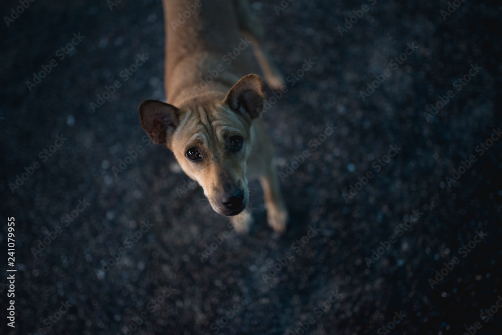 wandering dog on island in Thailand, dark night streets, looking, sight ...