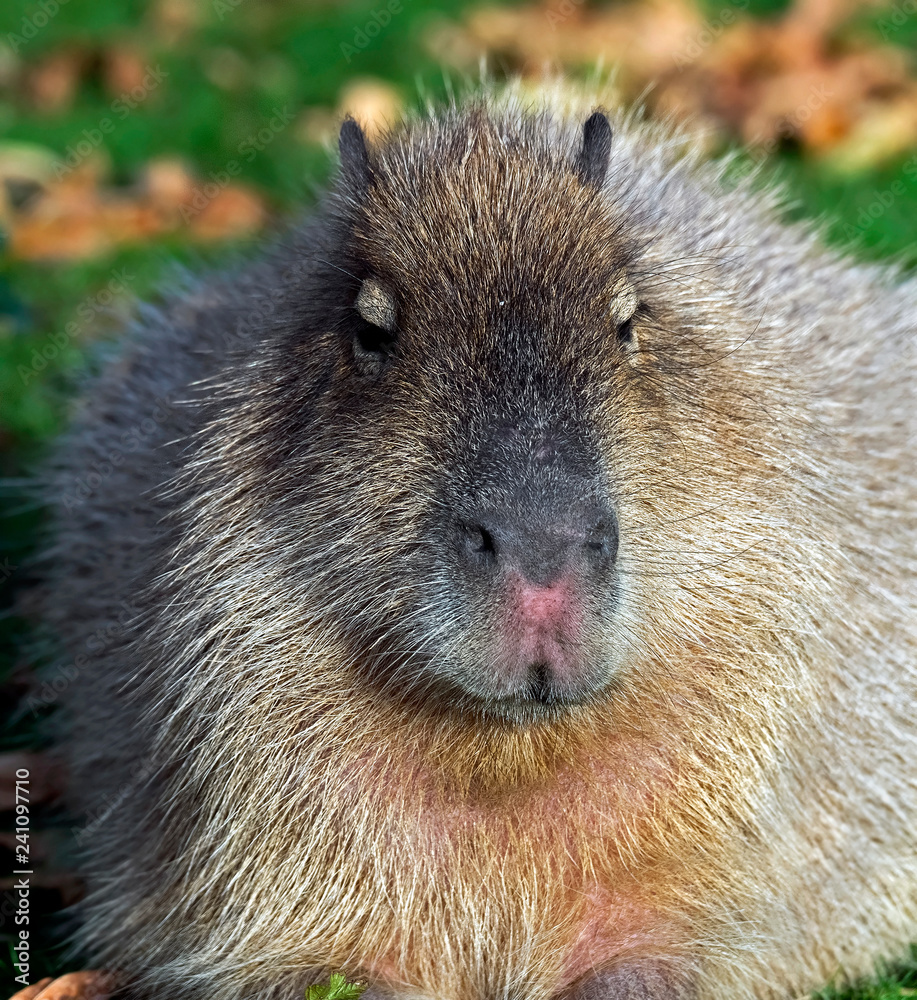 Capybara. Latin name - Hydrochoerus hydrochaeris Stock Photo | Adobe Stock
