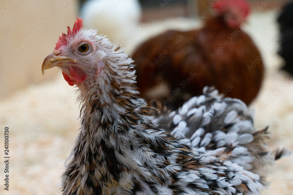white chicken with black spots on the farm Stock Photo | Adobe Stock
