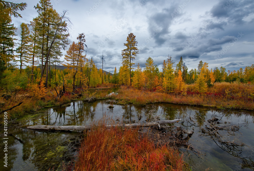 Russia. Magadan. The amazing beauty of the autumn of the Far East. The ...