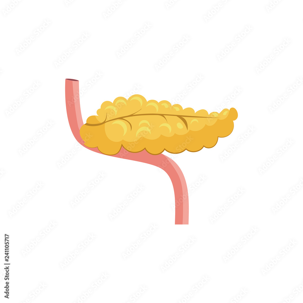 Human pancreas illustration. Yellow, organ, body, human. Medicine ...