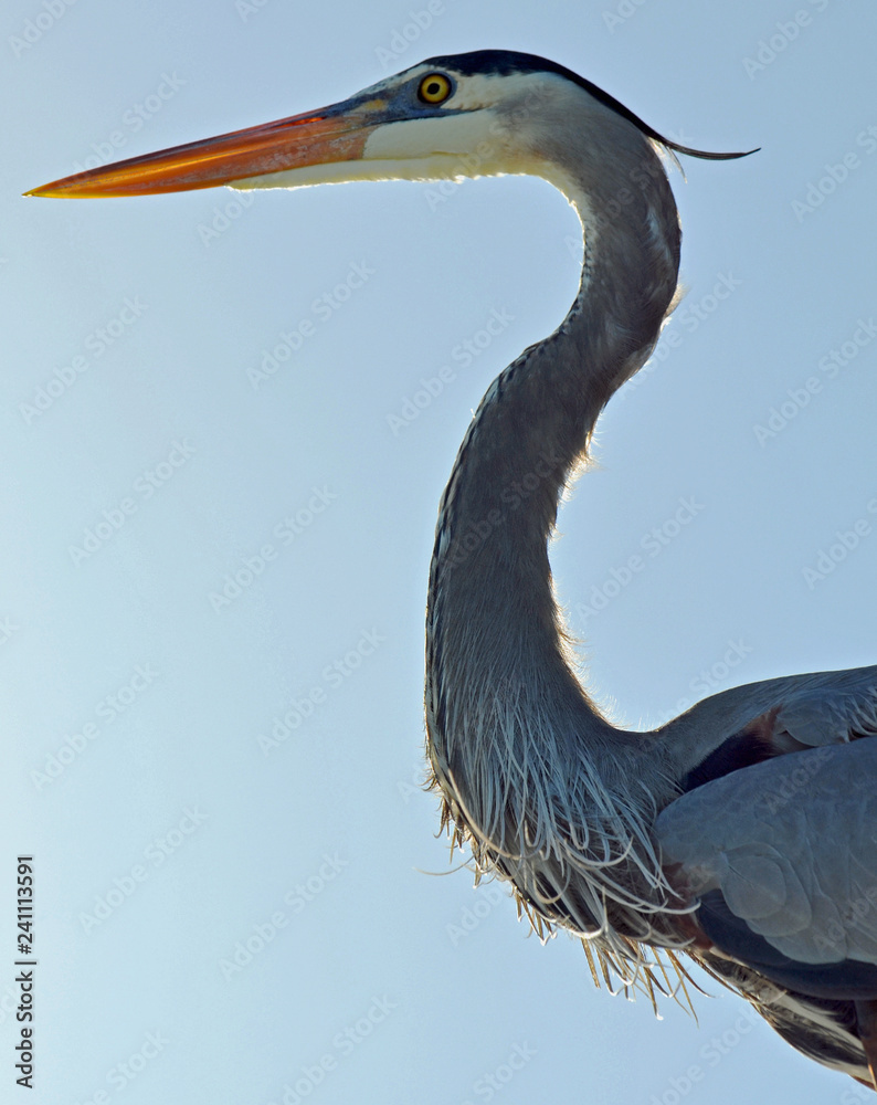 Detailed close up great blue heron head with beautiful detail of ...