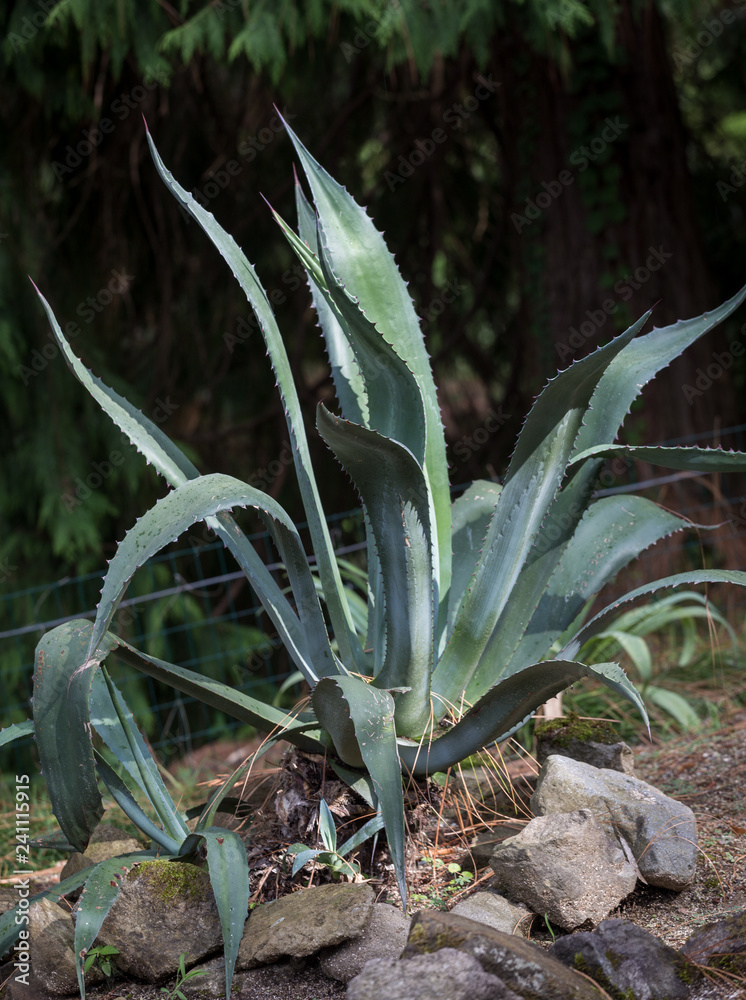 Blue agave agave azul also called tequila agave. Stock Photo | Adobe Stock