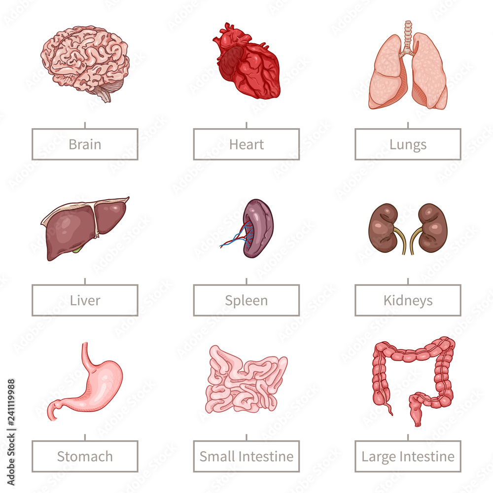 Vector Cartoon Color Set of Anatomical Human Organs. Stock Vector ...