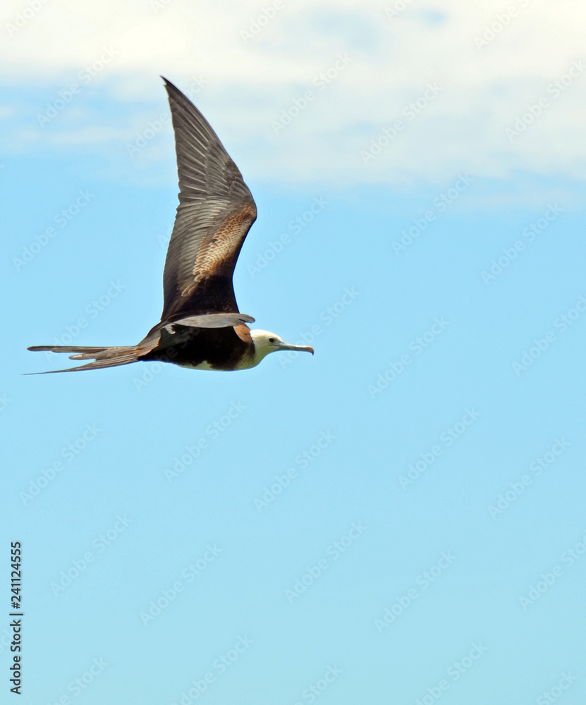 Bird Wings Side View
