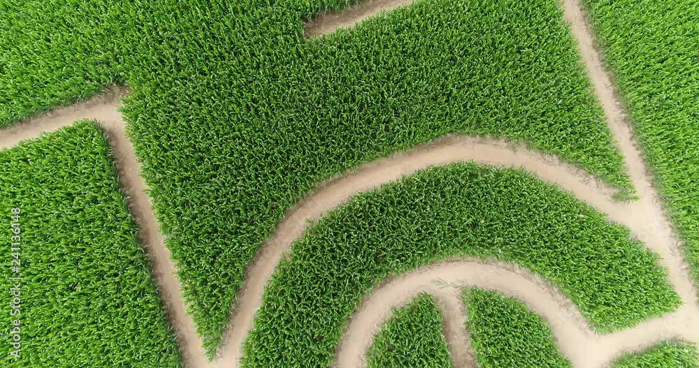 Drone aerial shot of crown low elevation, angled straight down onto ...