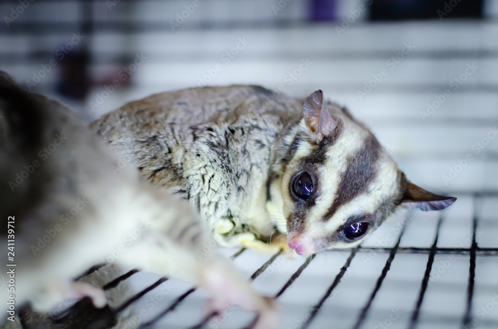 Gray sugar glider. Petaurus breviceps arboreal gliding possum. Exotic ...