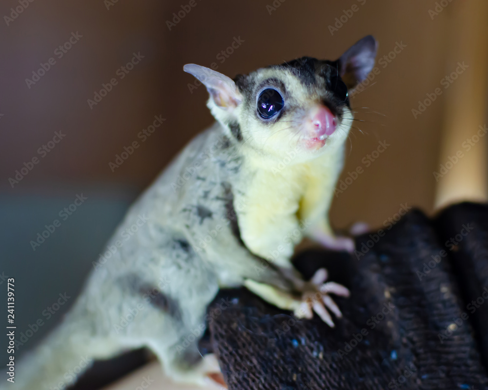 Gray sugar glider. Petaurus breviceps arboreal gliding possum. Exotic ...