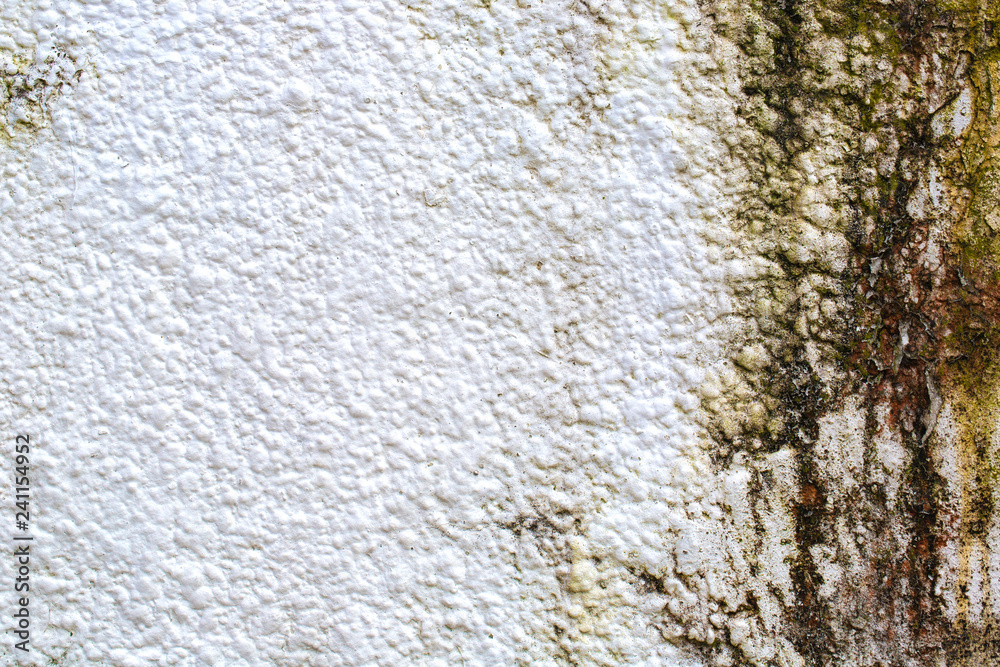 Mold on white background, fungus on white background, bacteria on white ...