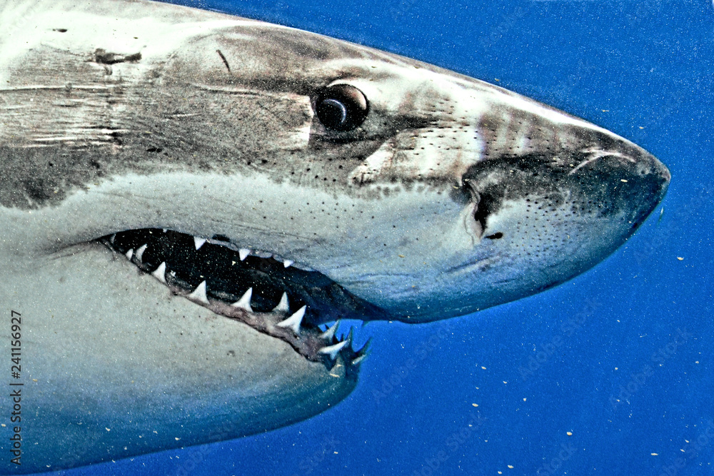Poster closeup of great white shark with a frightening stare ...