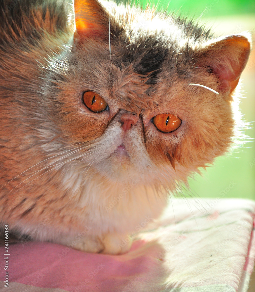 portrait of exotic persian cat Stock-Foto | Adobe Stock