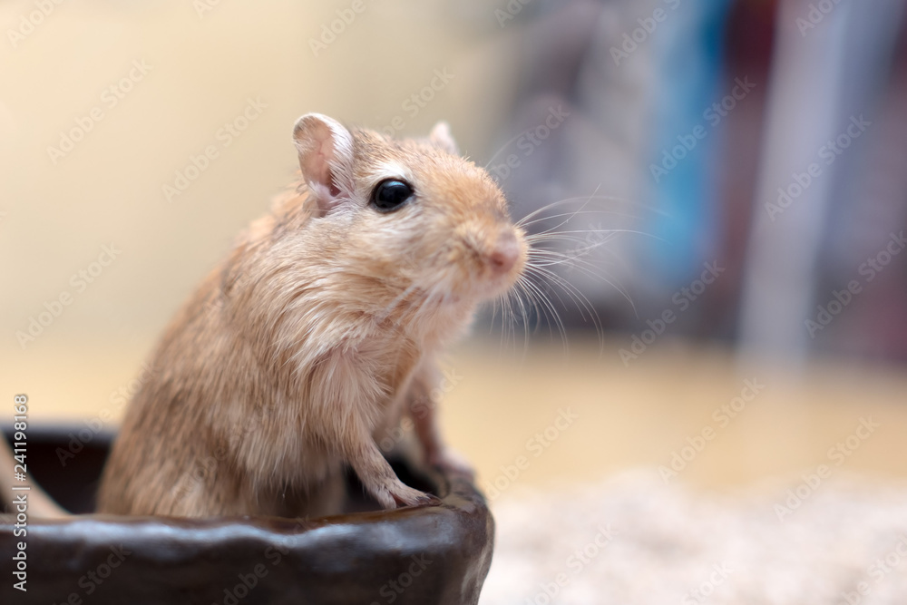Hamster mouse store