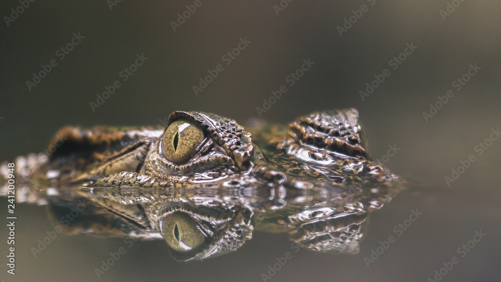 Crocodile hiding silently in the water with reflection Stock Photo ...