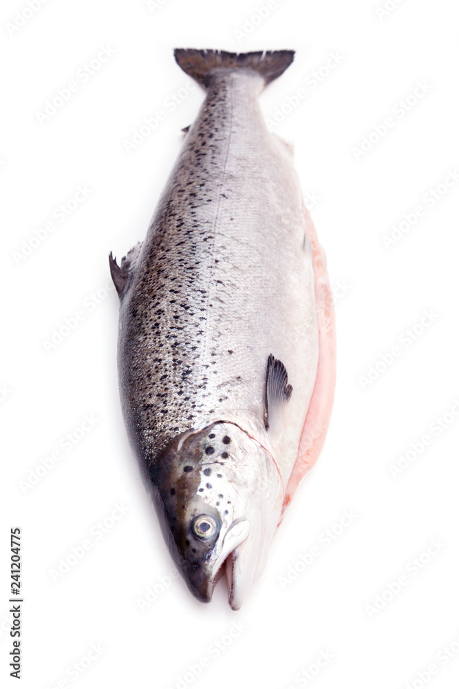 Atlantic salmon fish isolated on a white studio background. Stock Photo ...