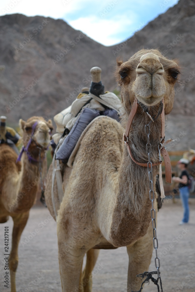 Camel front view, at Camel farm, ride in desert at Eilat, Southern ...