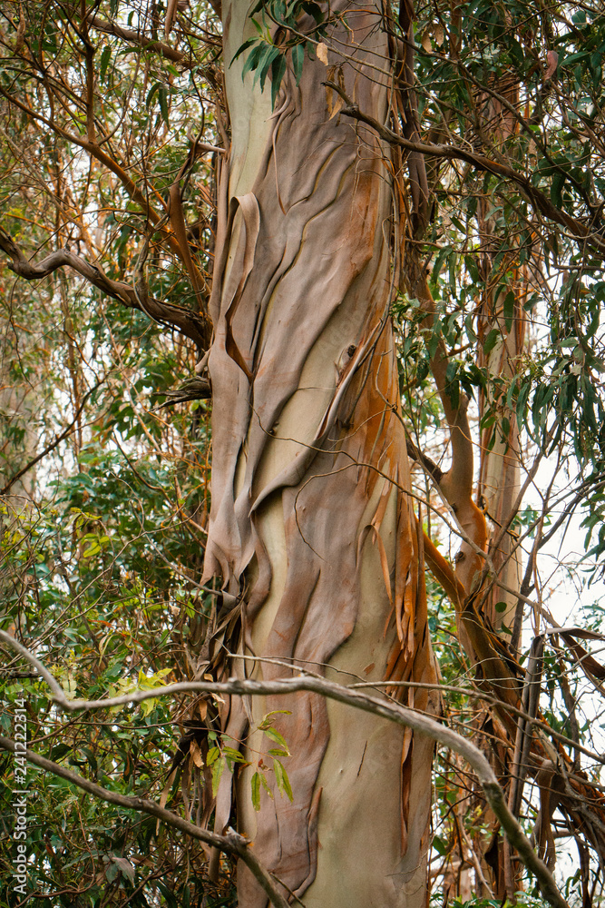 Eucalyptus Tree Bark