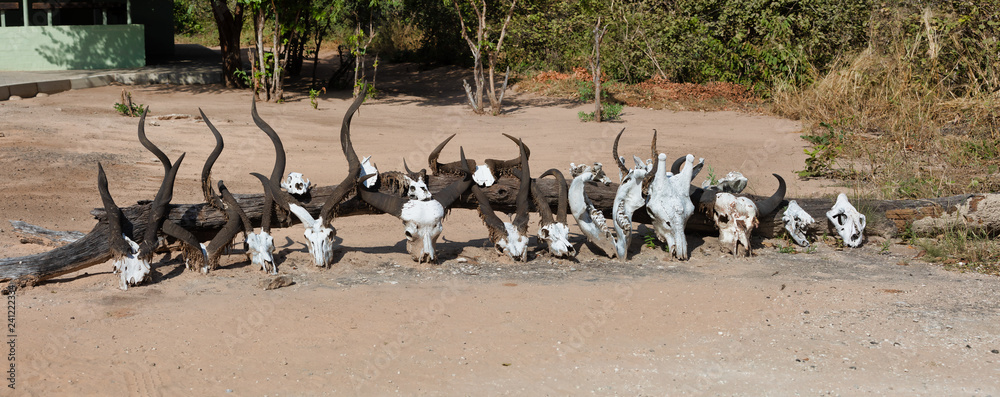 a collection of skulls from African mammals including giraffe, buffalo ...