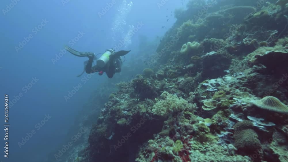 Scuba diver exploring coral reef during scientific diving in sea with ...