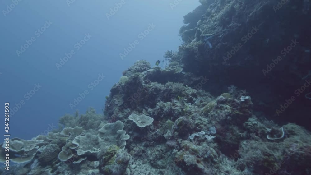Beautiful coral reef and sea fish underwater. Sea animal on coral reef ...